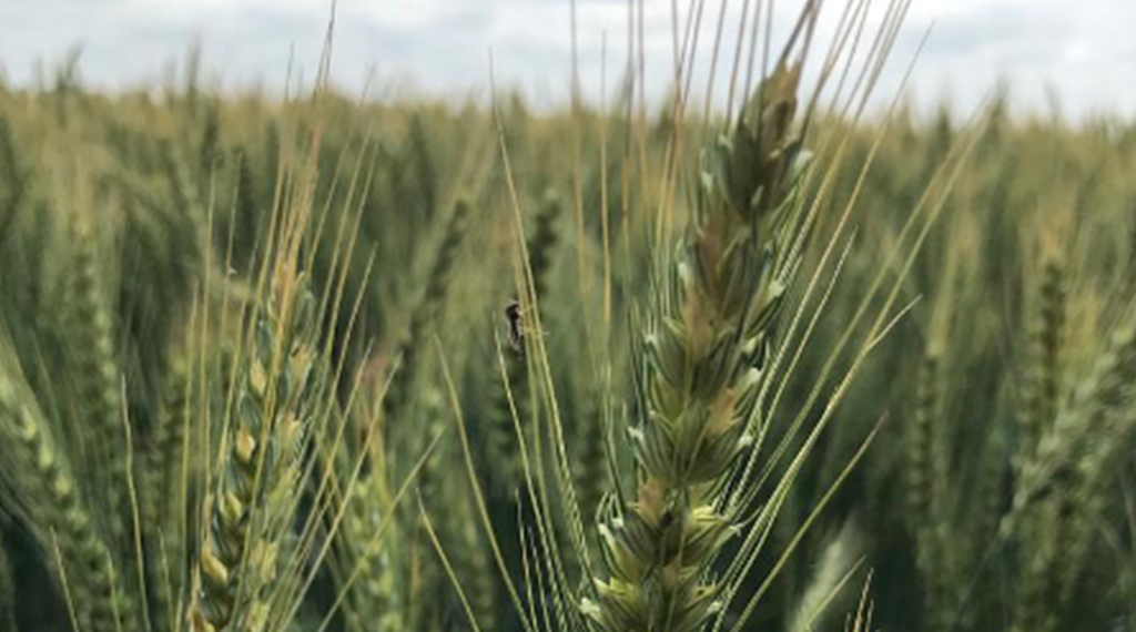 Frumento e Leguminose: i consigli della Coop. Bellini - Cooperativa ...